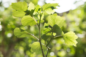 10+ Patchouli Incense Benefits You Must Know – The Budding Buddhist